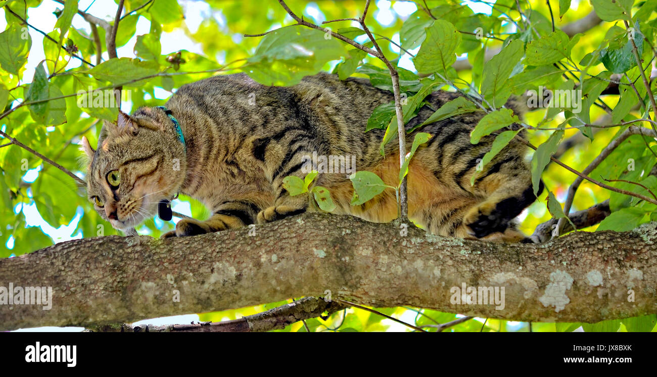 A beautiful Highland Lynx cat on the limb of a tree watching birds ...