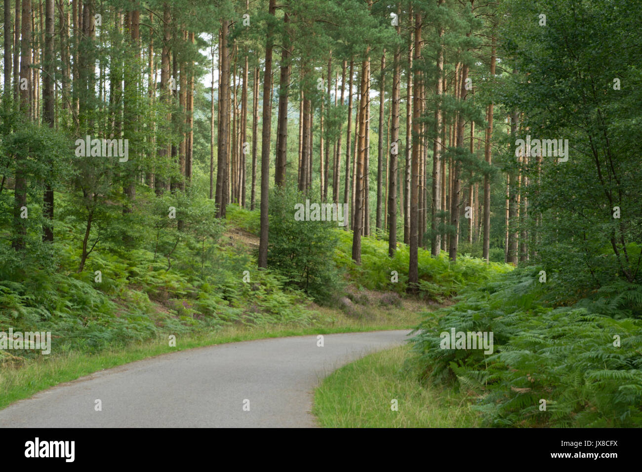 Bourne wood surrey hi-res stock photography and images - Alamy