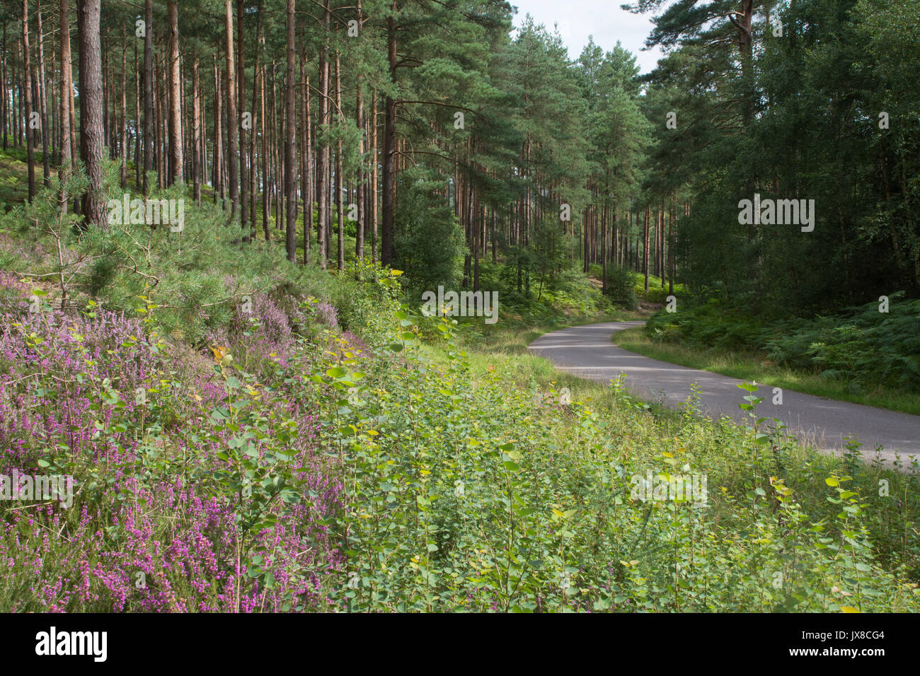 Bourne woods hi-res stock photography and images - Alamy