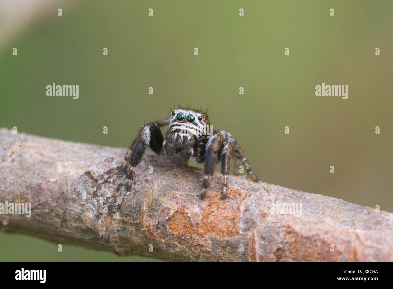 Close-up of a tiny multi-coloured jumping spider (Evarcha falcata) on a ...
