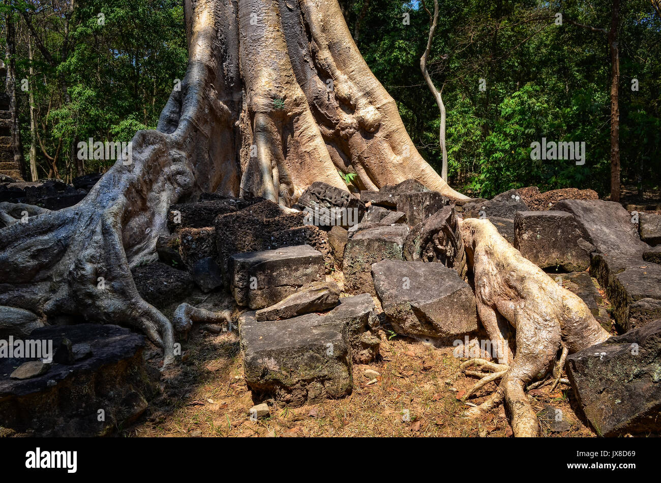 Detail of old tree roots and temple ruins at Angkor Wat, Cambodia Stock ...