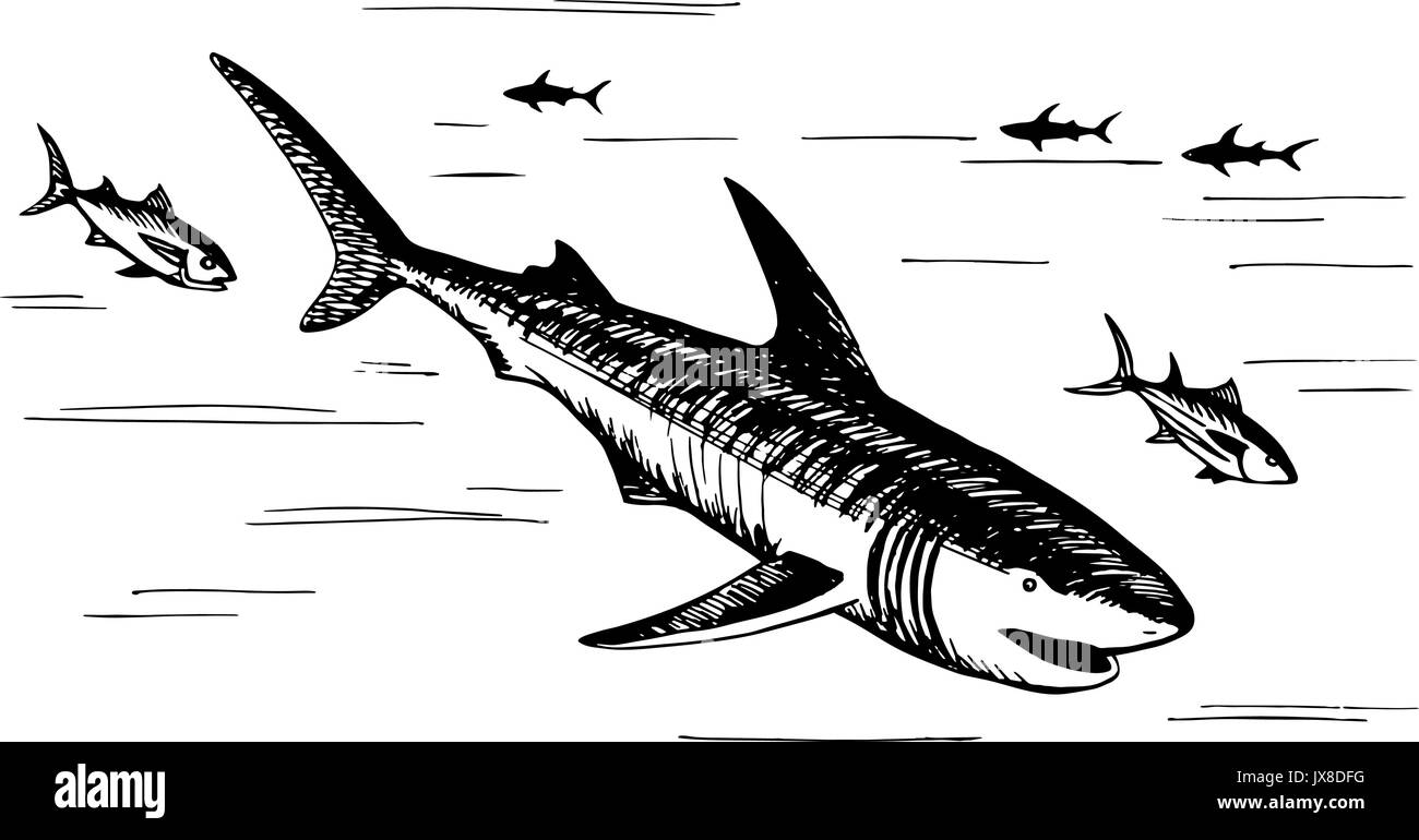 Shark teeth drawing hi-res stock photography and images - Alamy