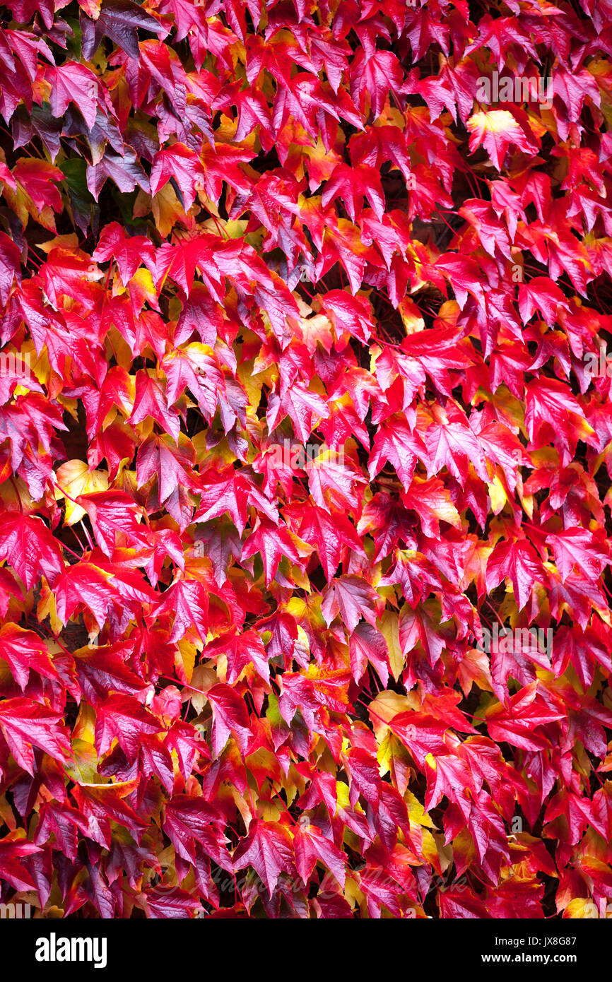 Beautiful pattern of ivy hi-res stock photography and images - Alamy