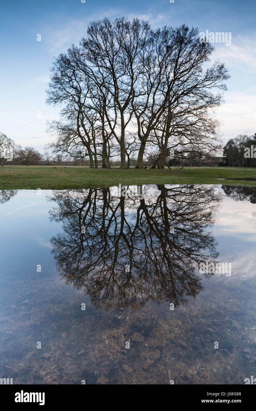 Nature's mirror - a flooded field provides a temporary mirror - nature ...