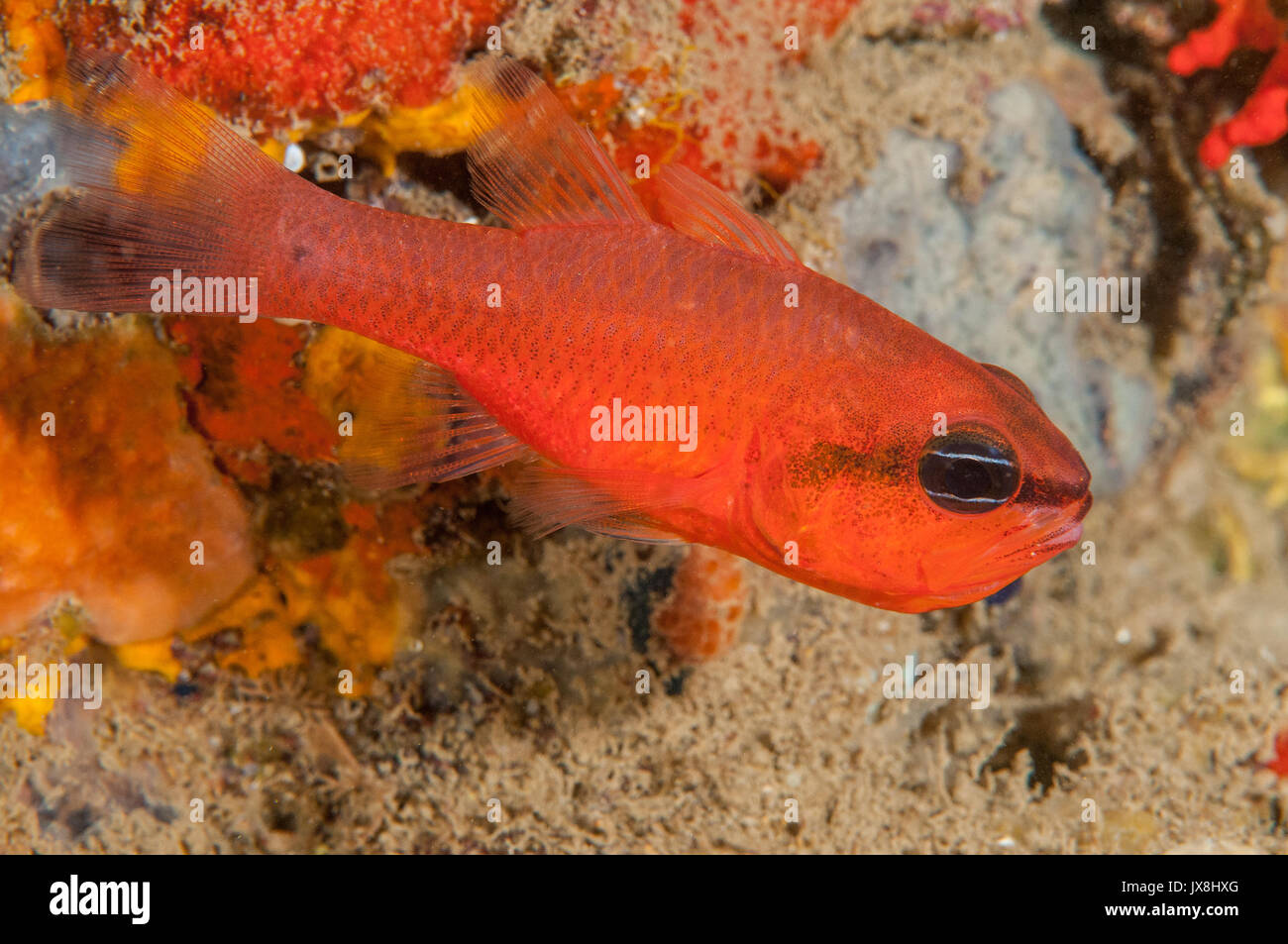 Cardinal fish (Apogon imberbis), L'Escala, Costa Brava, Catalonia ...