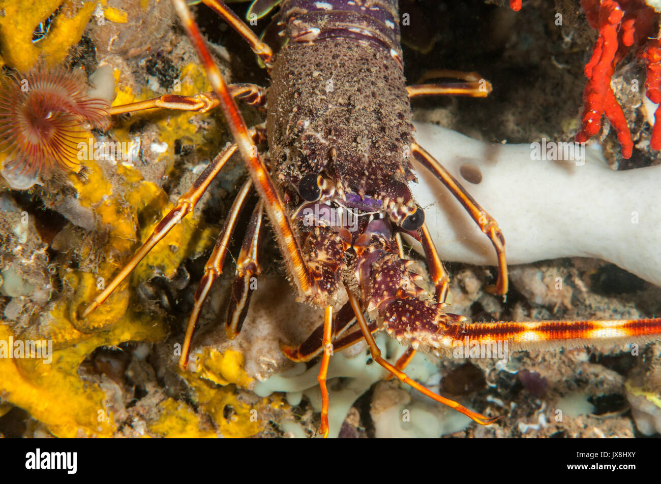close-up view of a European Spiny Lobster (Palinurus elephas), L'Escala ...