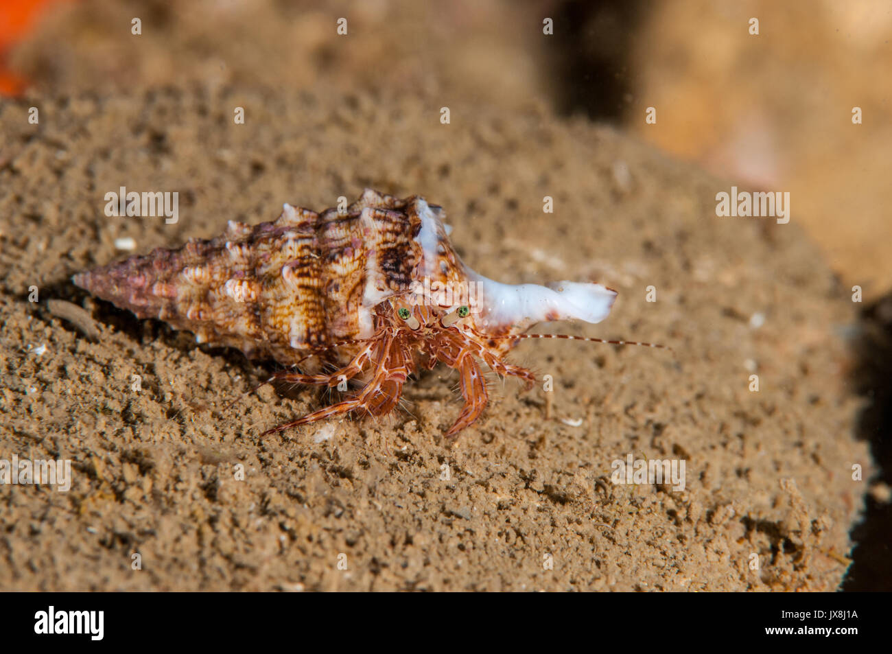 Hermit crab inside shell hi-res stock photography and images - Alamy