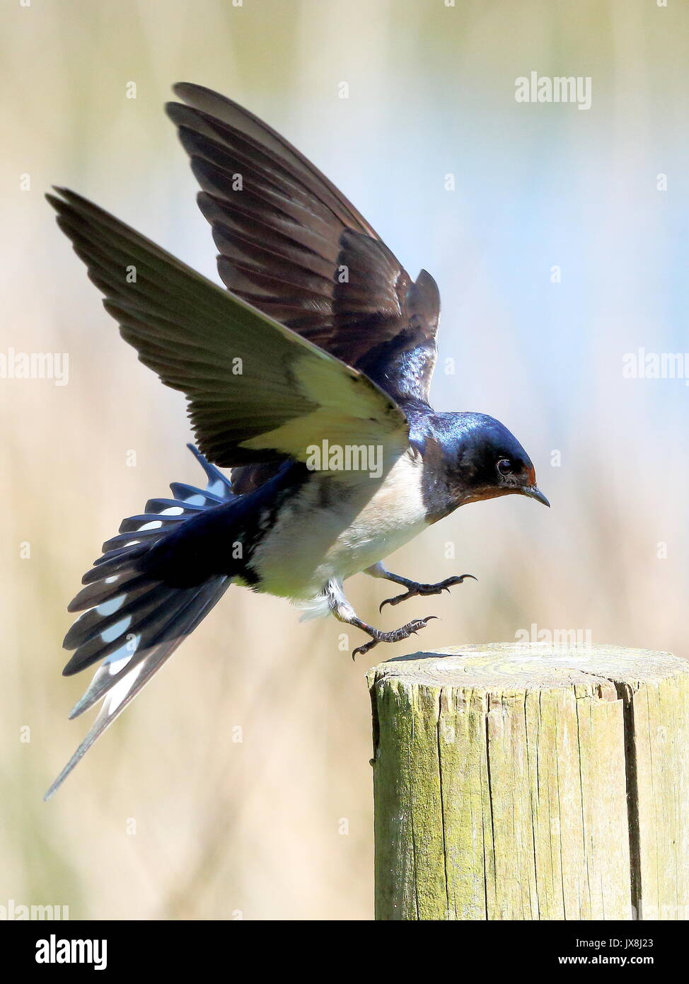 Ottstretched hi-res stock photography and images - Alamy