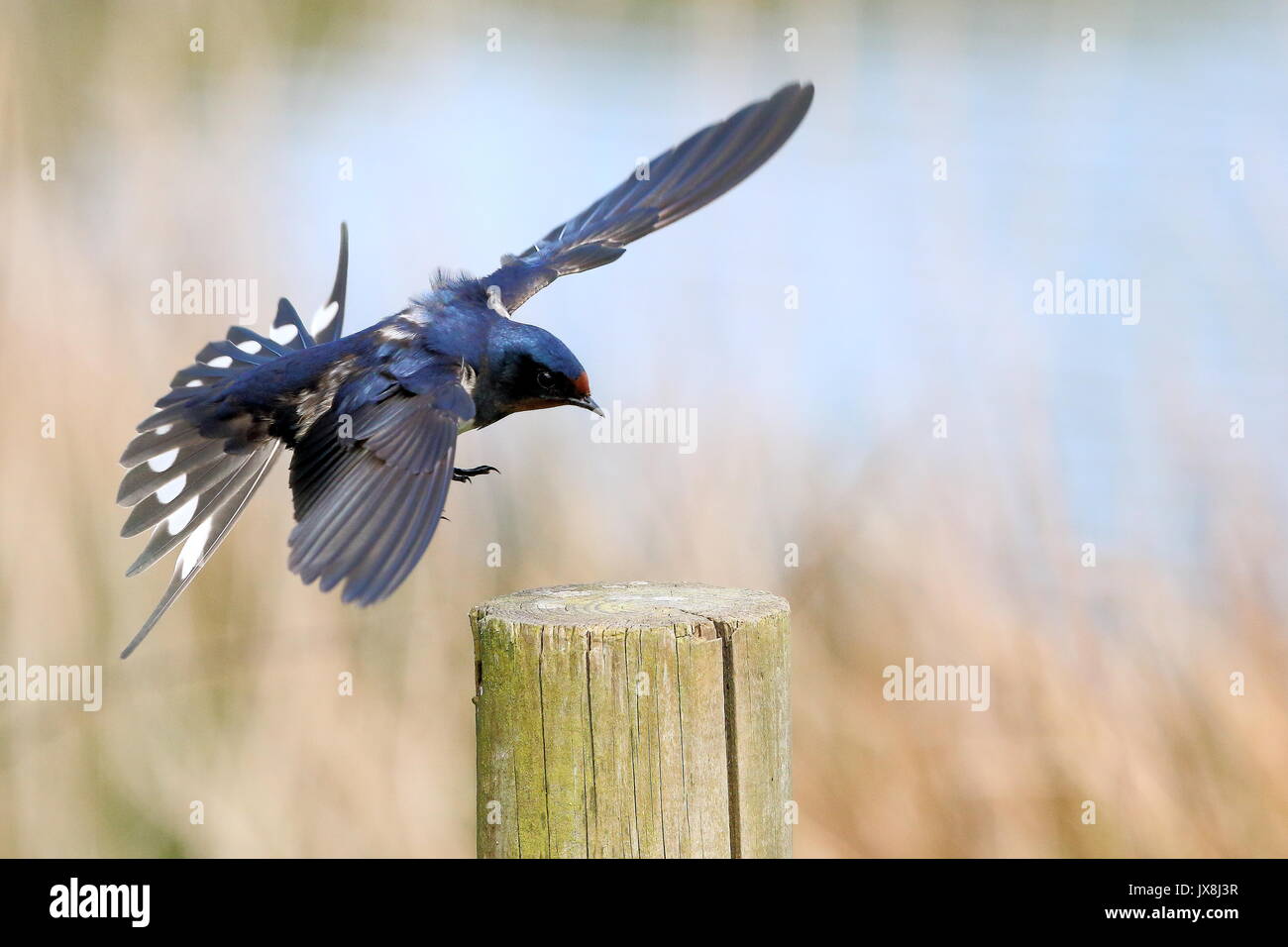 Swallow Landing on post Stock Photo - Alamy