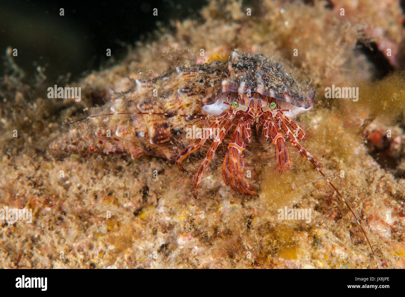 Hermit crab inside shell hi-res stock photography and images - Alamy
