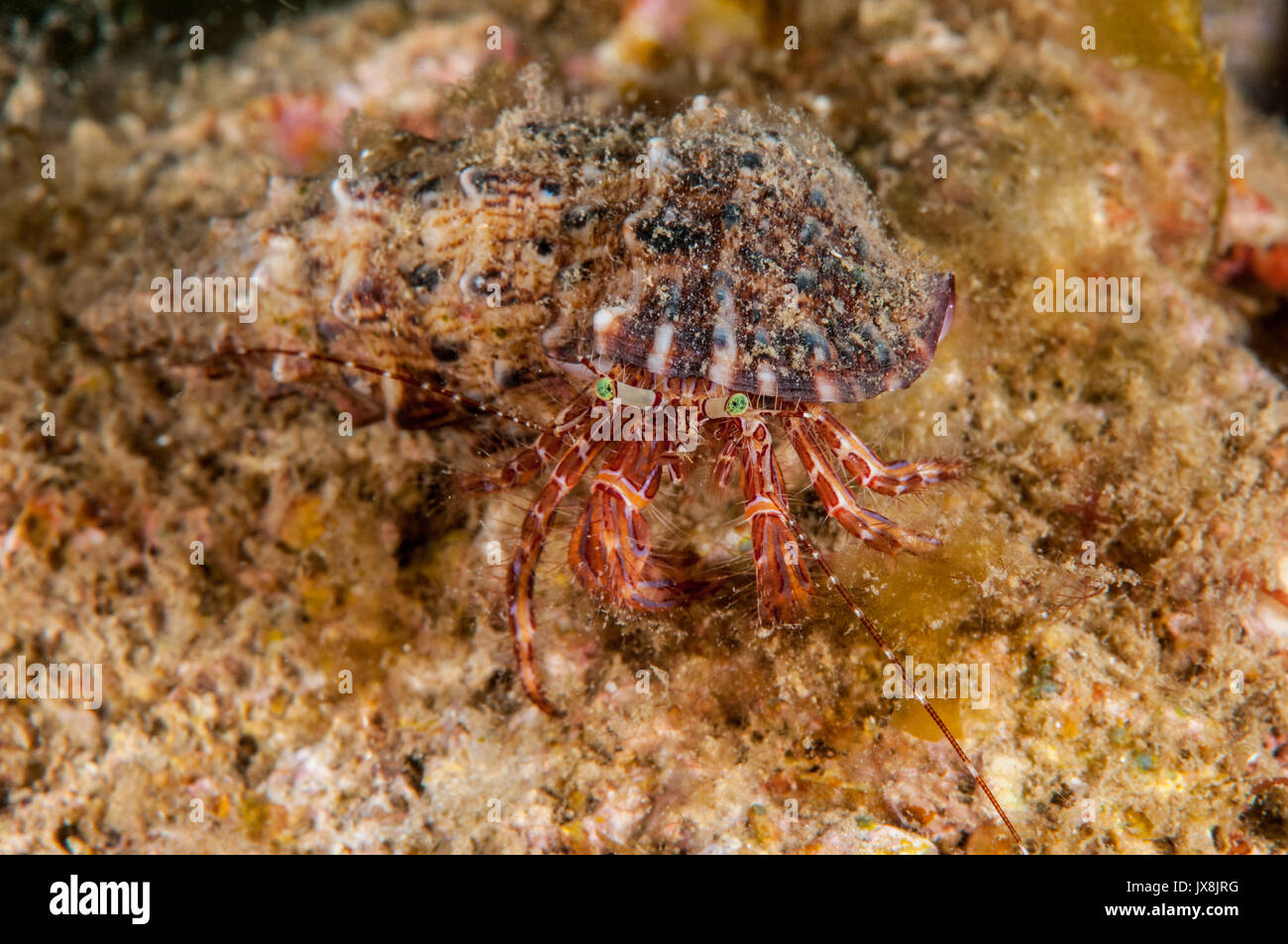 Hermit crab inside shell hi-res stock photography and images - Alamy