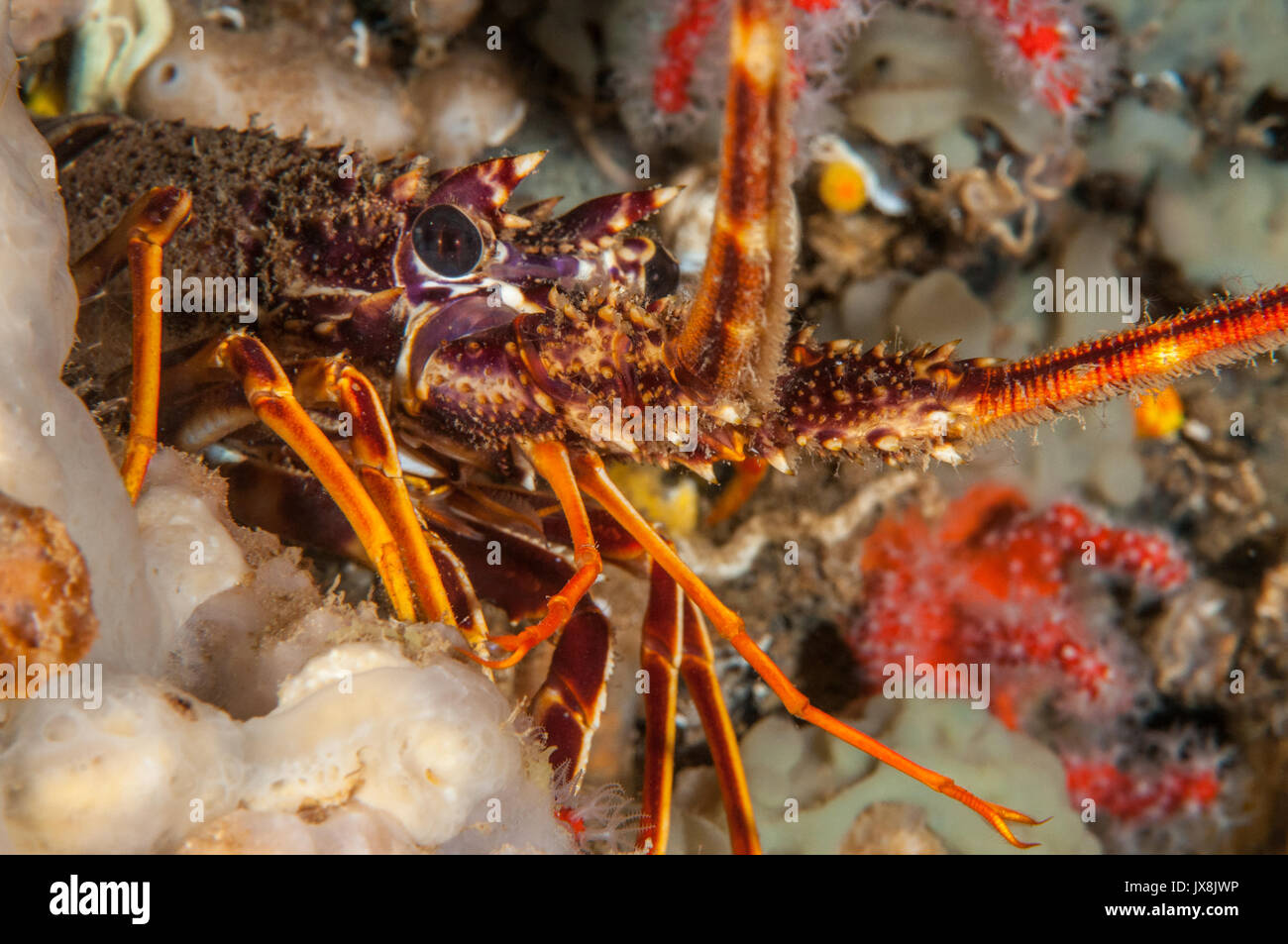 close-up view of a European Spiny Lobster (Palinurus elephas), L'Escala ...