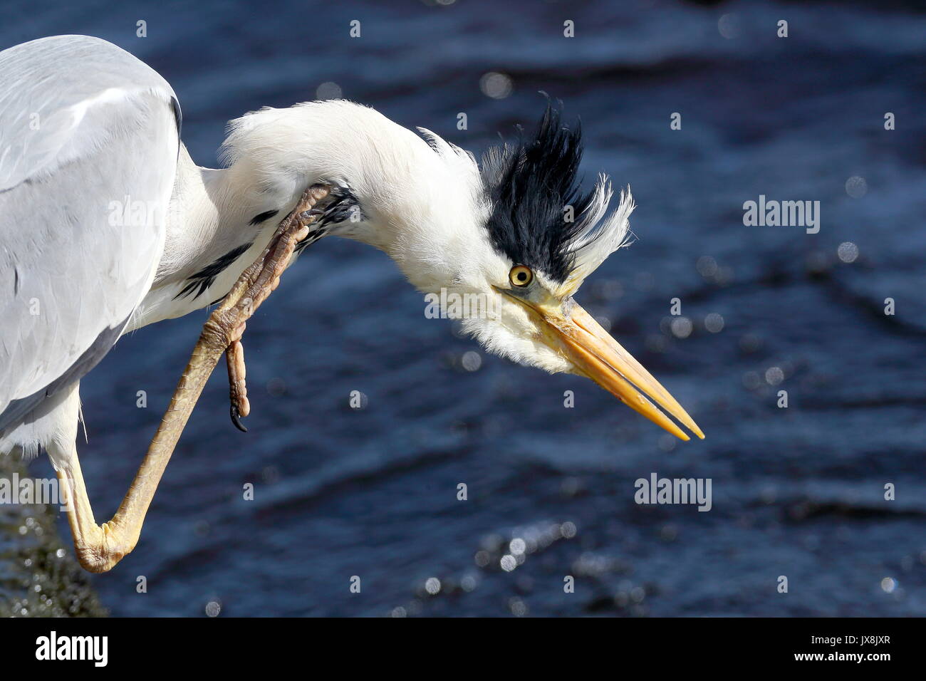 Scratching chin hi-res stock photography and images - Alamy