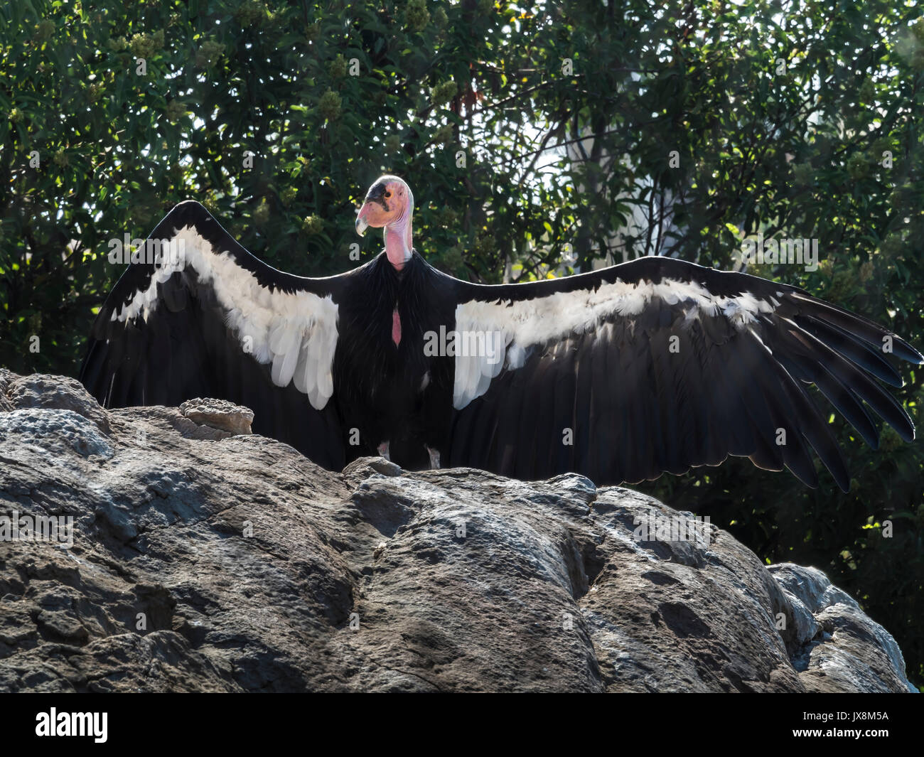 California condor endangered species hi-res stock photography and ...