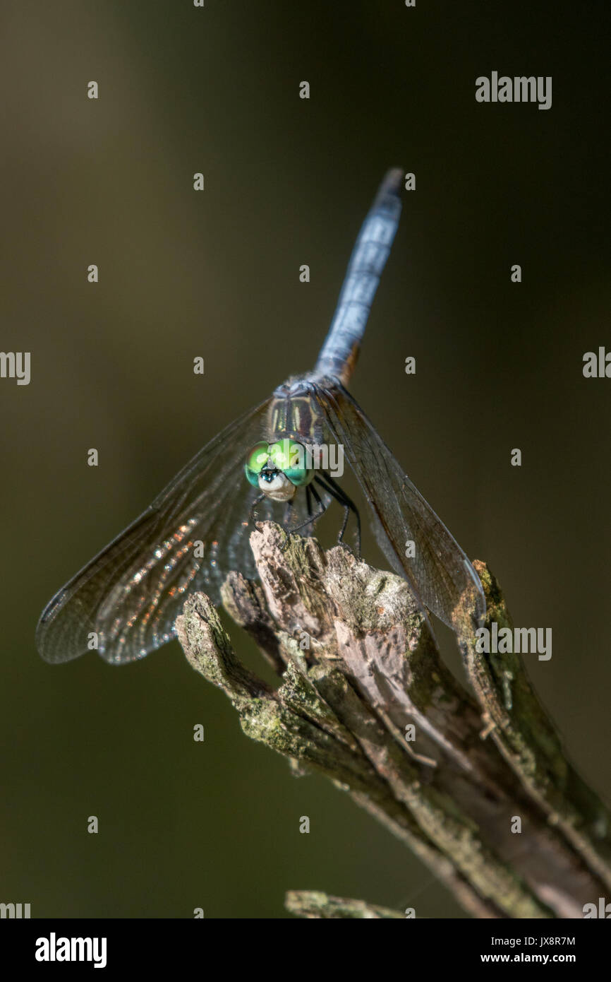 Blue Dasher dragonfly Stock Photo - Alamy