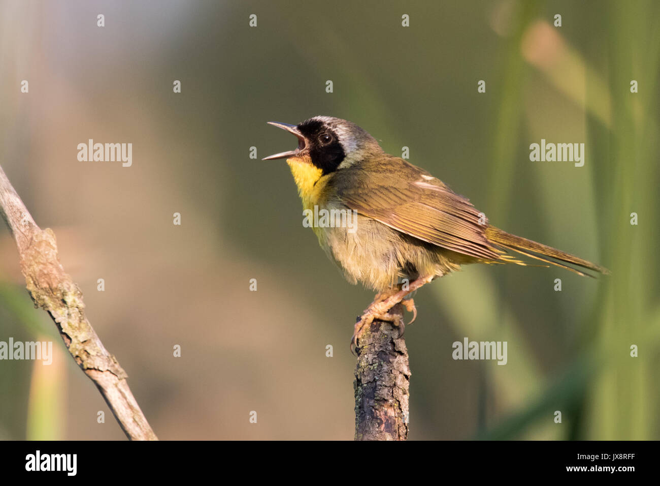 Common Yellowthroat singing Stock Photo - Alamy
