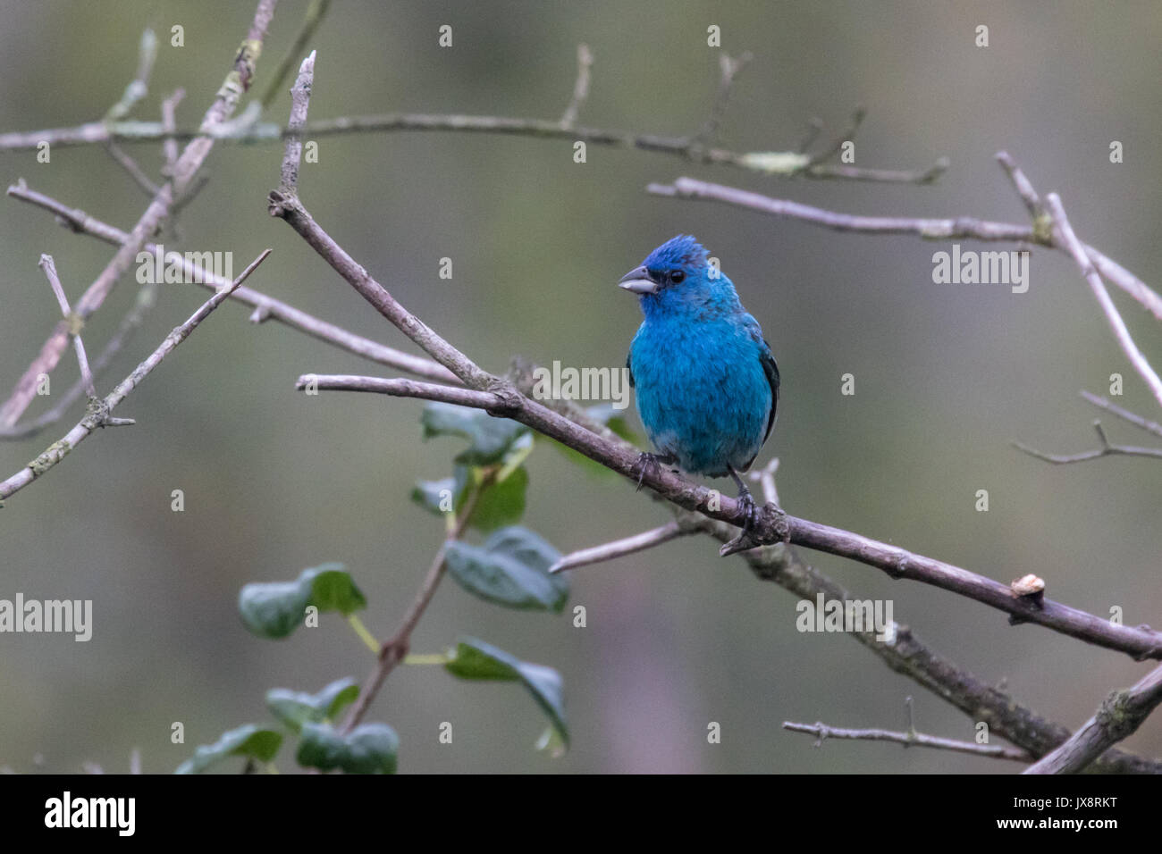 Indigo bunting hi-res stock photography and images - Alamy