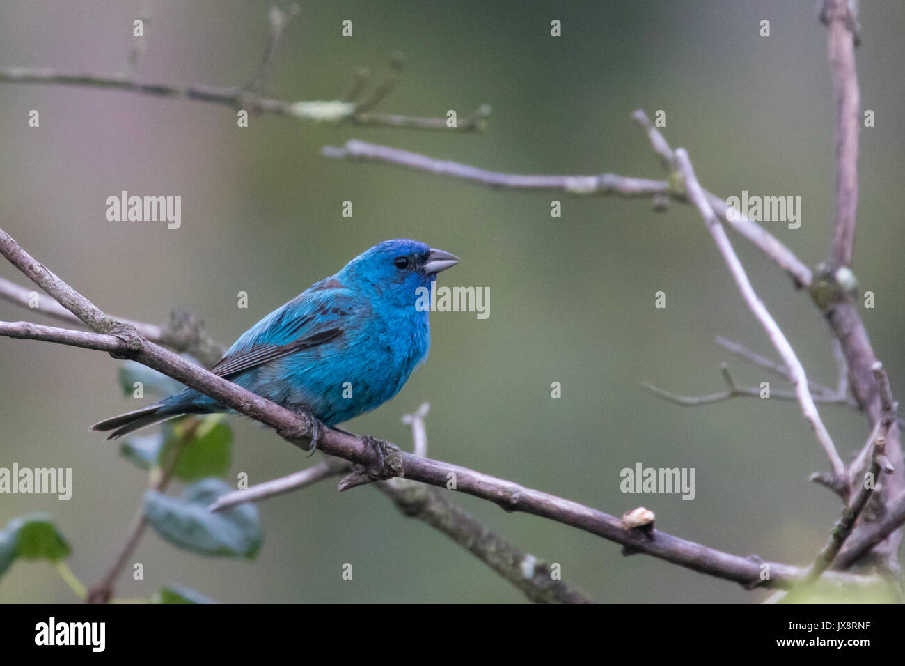 Indigo bunting hi-res stock photography and images - Alamy