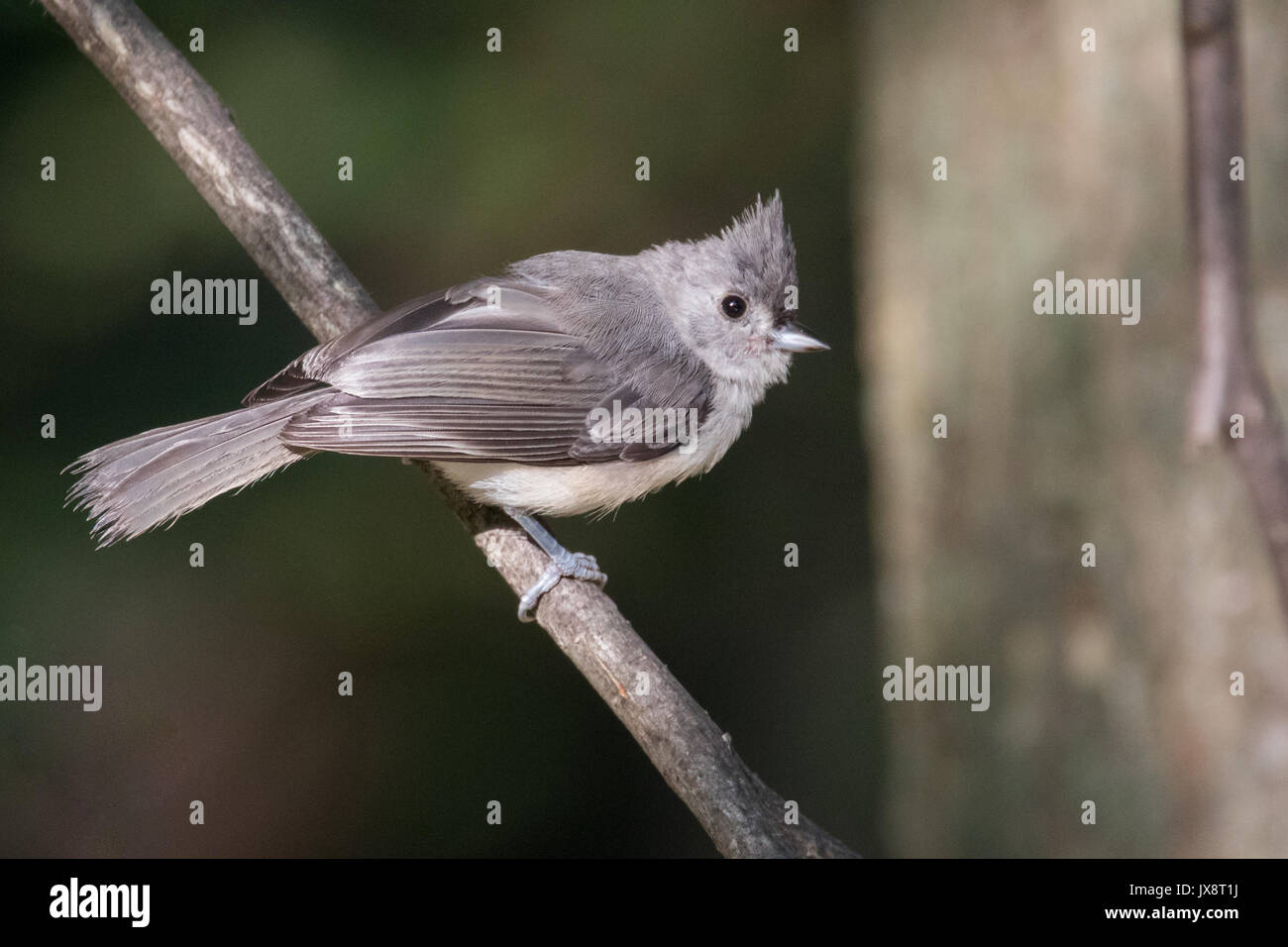 Young titmouse hi-res stock photography and images - Alamy