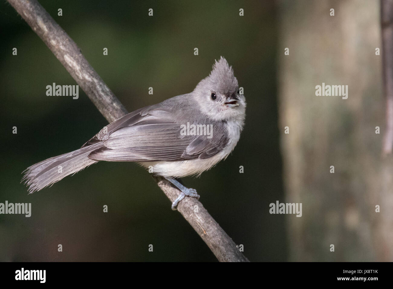 Young titmouse hi-res stock photography and images - Alamy