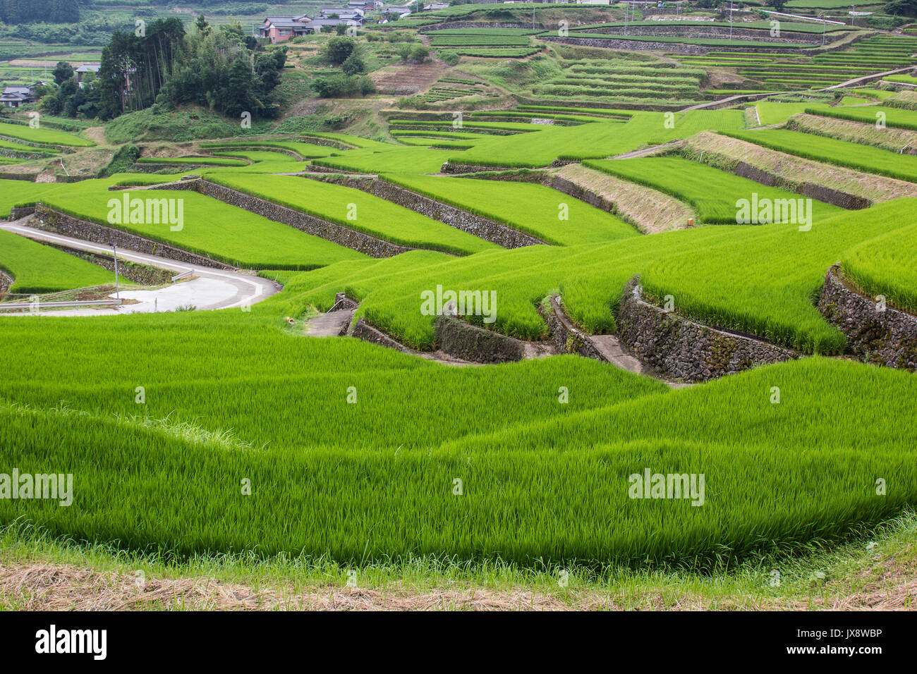 Onigi Hasami Rice Terraces - Curving their way up the mountain slopes ...