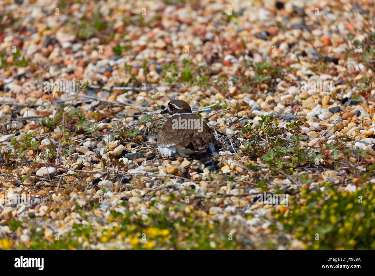 Killdeer bird hi-res stock photography and images - Alamy