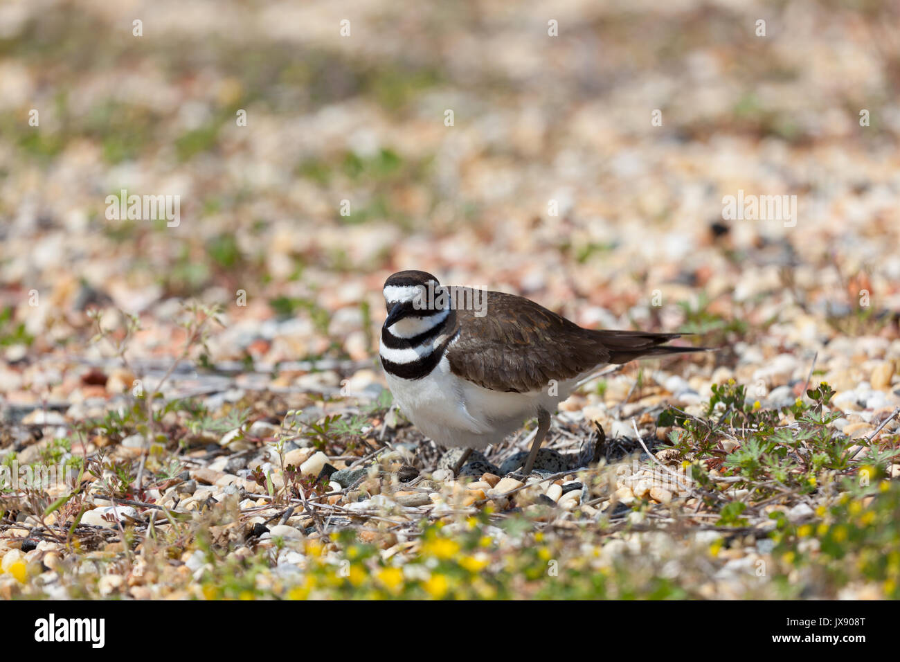 Killdeer bird hi-res stock photography and images - Alamy