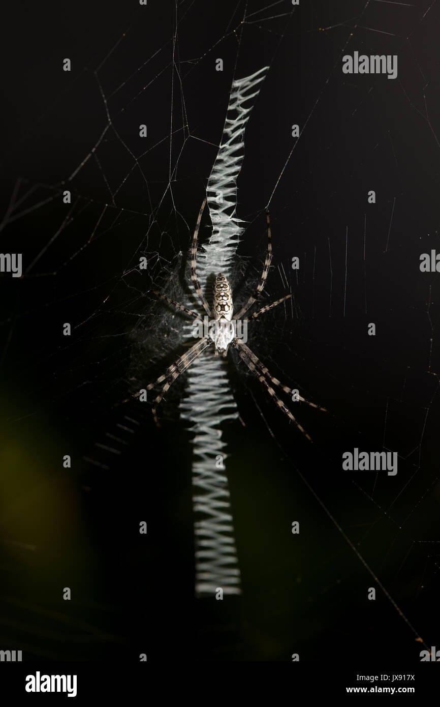 Orb weaver spider Stock Photo - Alamy