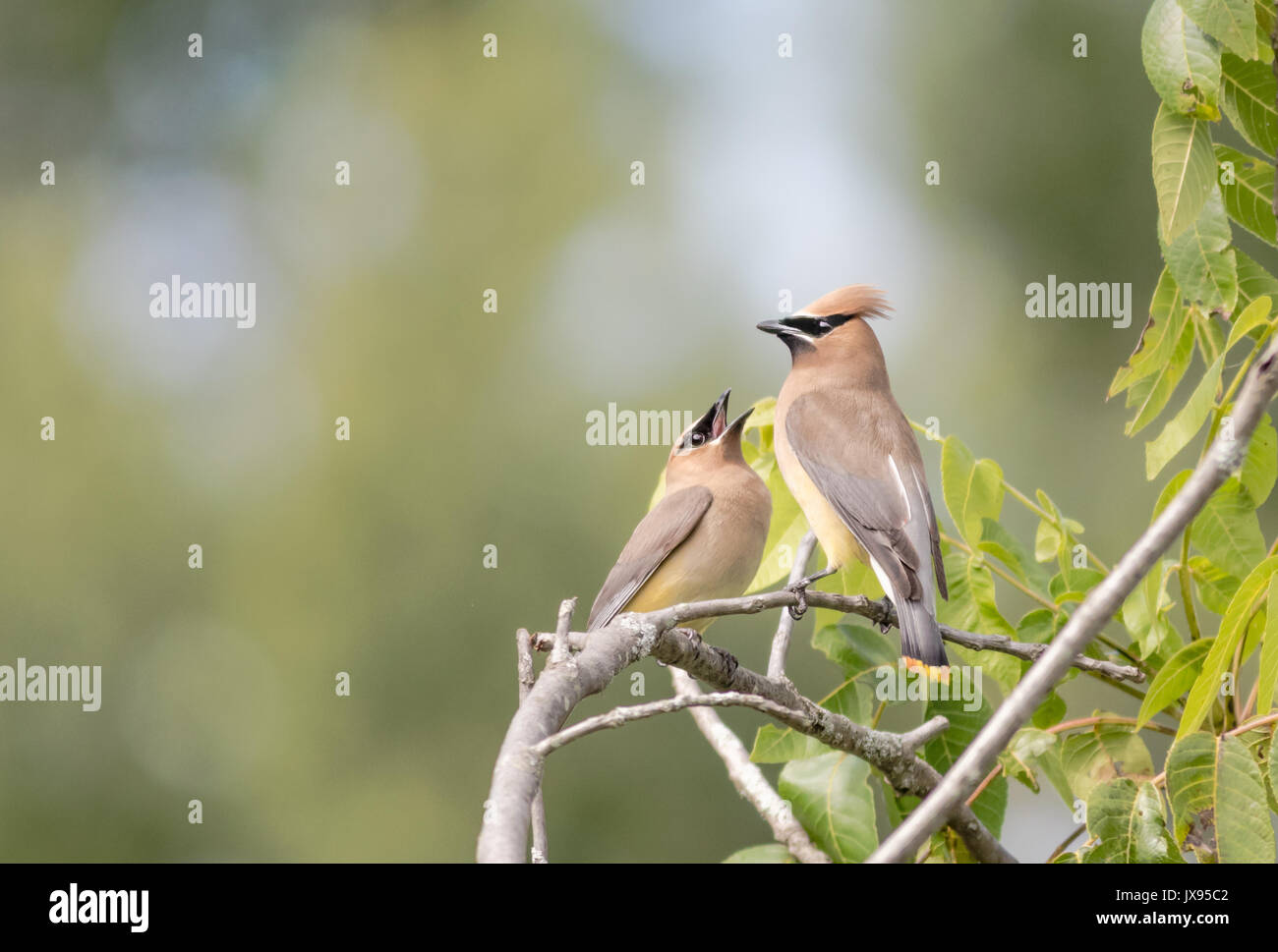 Hungry Cedar Waxwing (Bombycilla Cedrorum) fledgling gets food from ...
