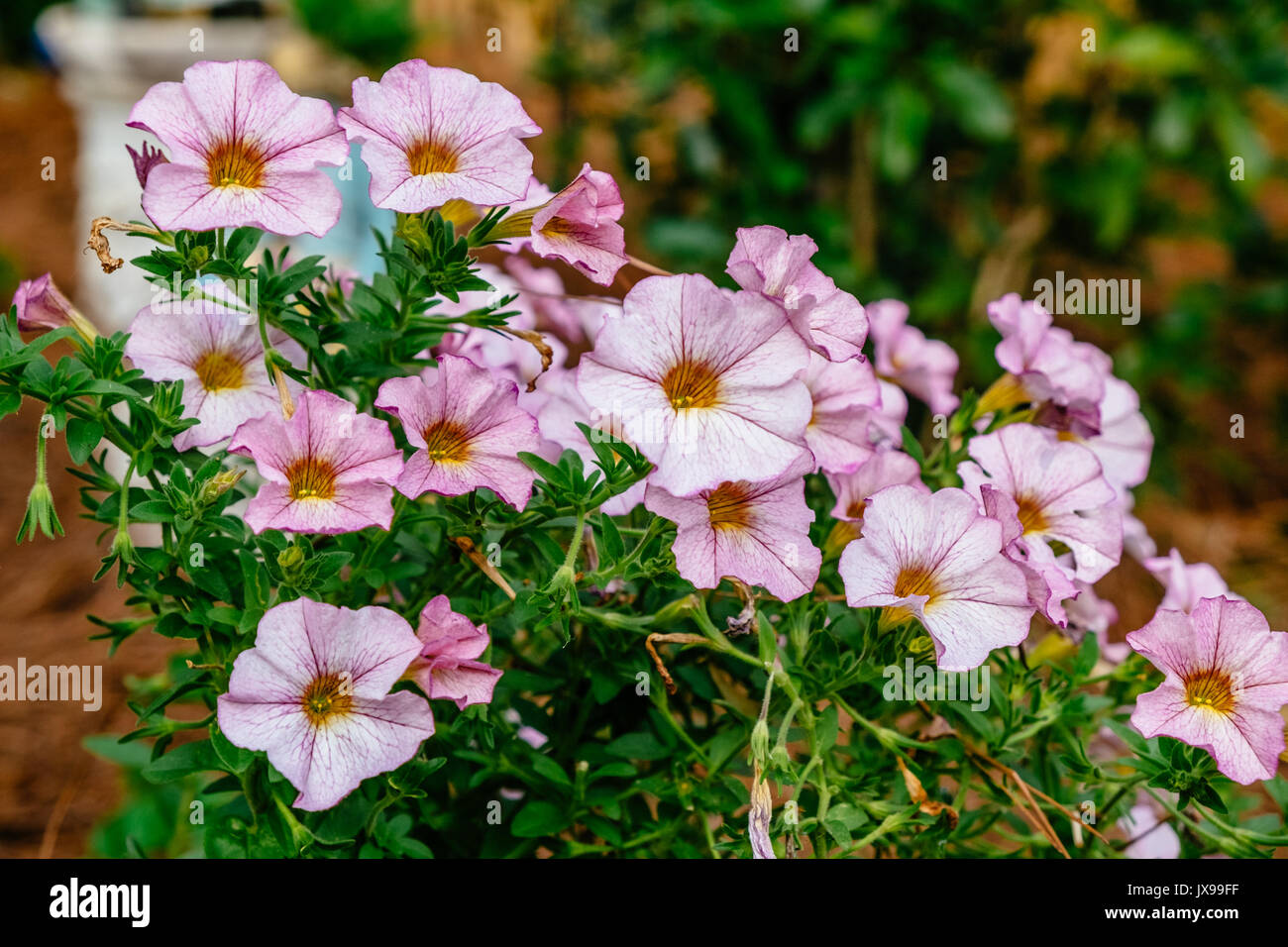 Purple variegated Grandiflora Petunia flowers on display in a summer ...