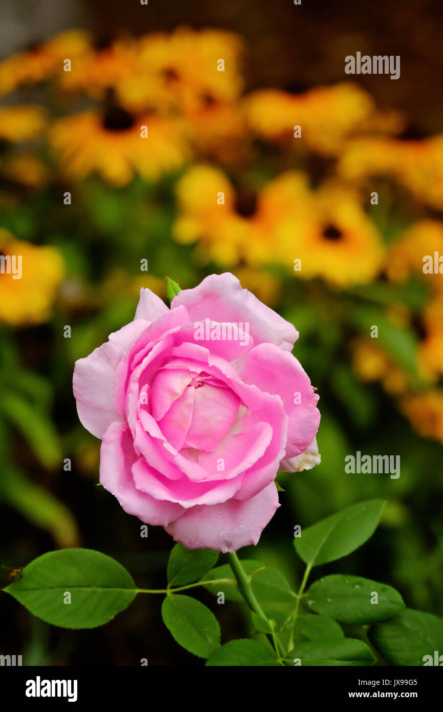 Single rose hi-res stock photography and images - Alamy