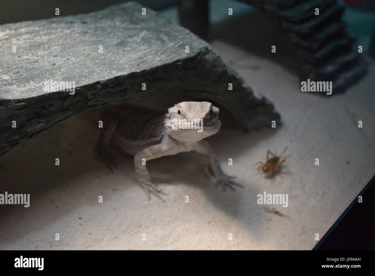 Reptile docile hi-res stock photography and images - Alamy