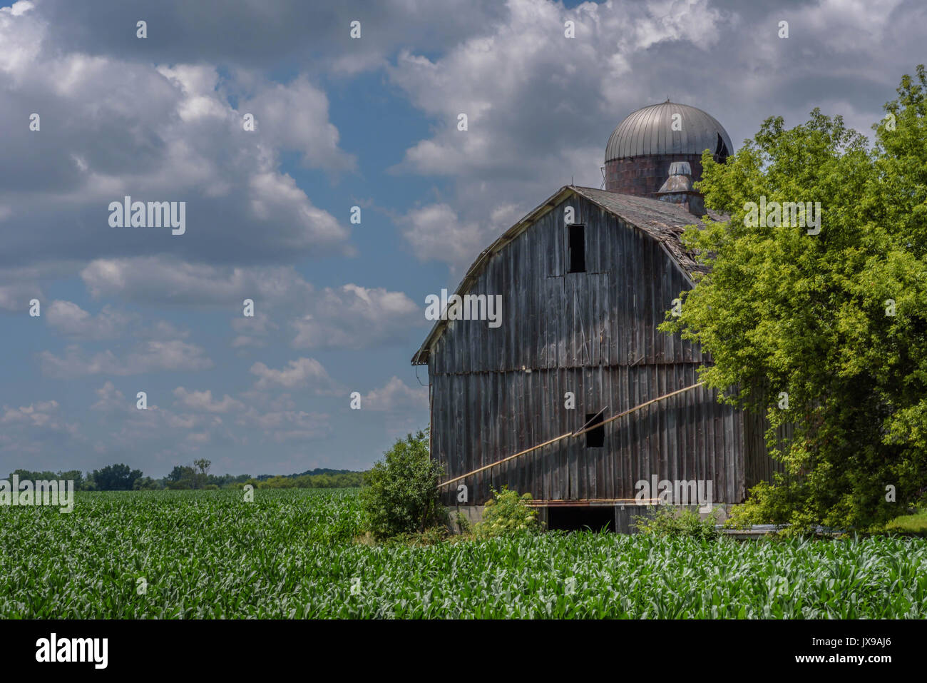old rustic wood barn and cornfield along roadside in Illinois Stock ...