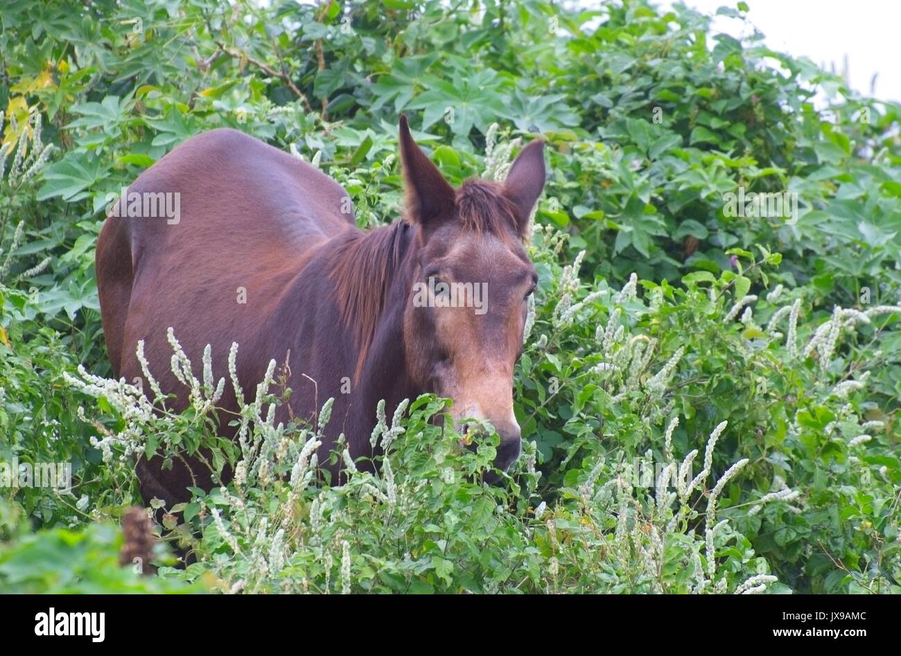 Horse grazing on side of road from the Pololu Valley view lookout ...