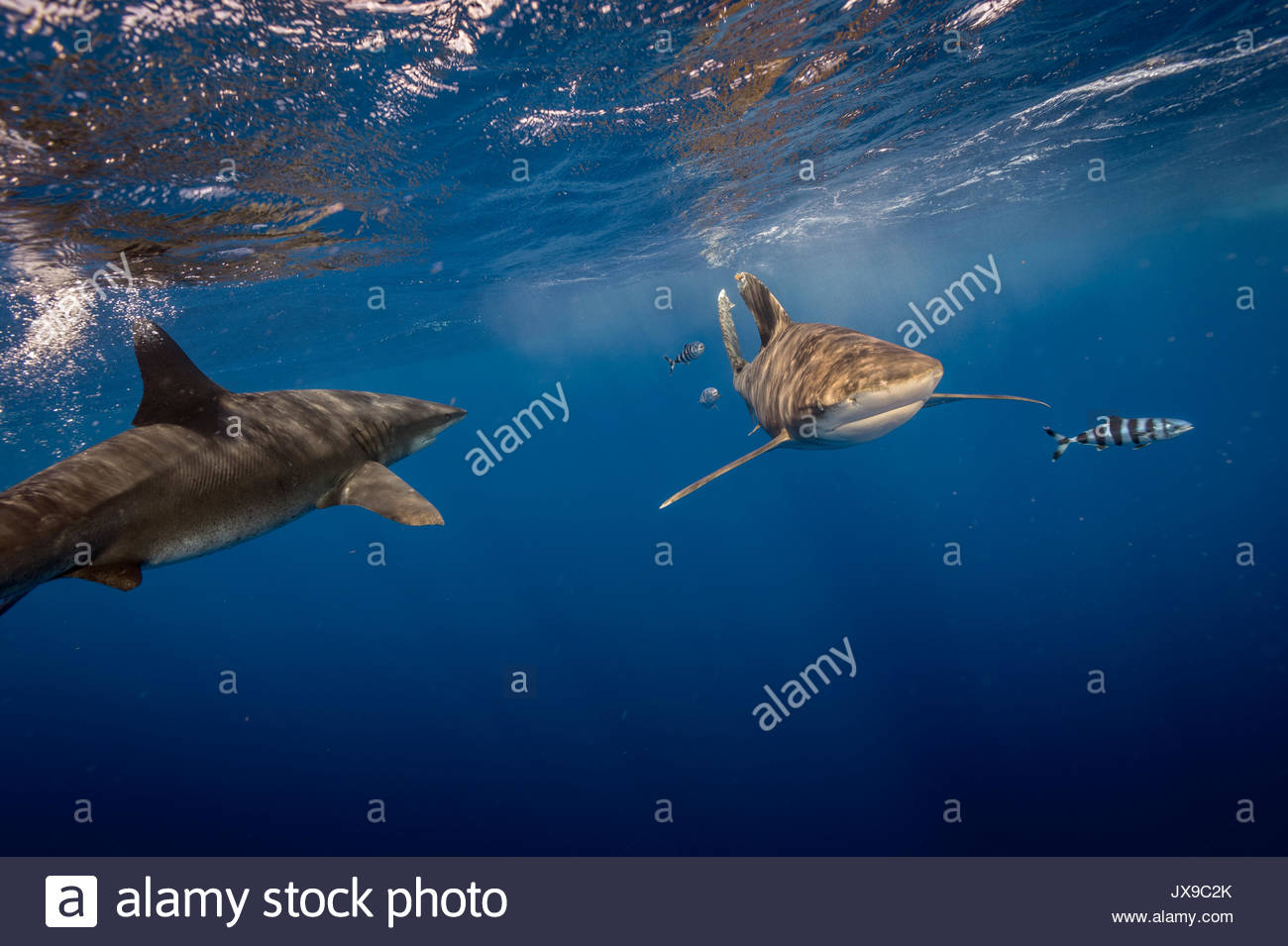 Pilot Fish And Shark Stock Photos & Pilot Fish And Shark Stock Images ...