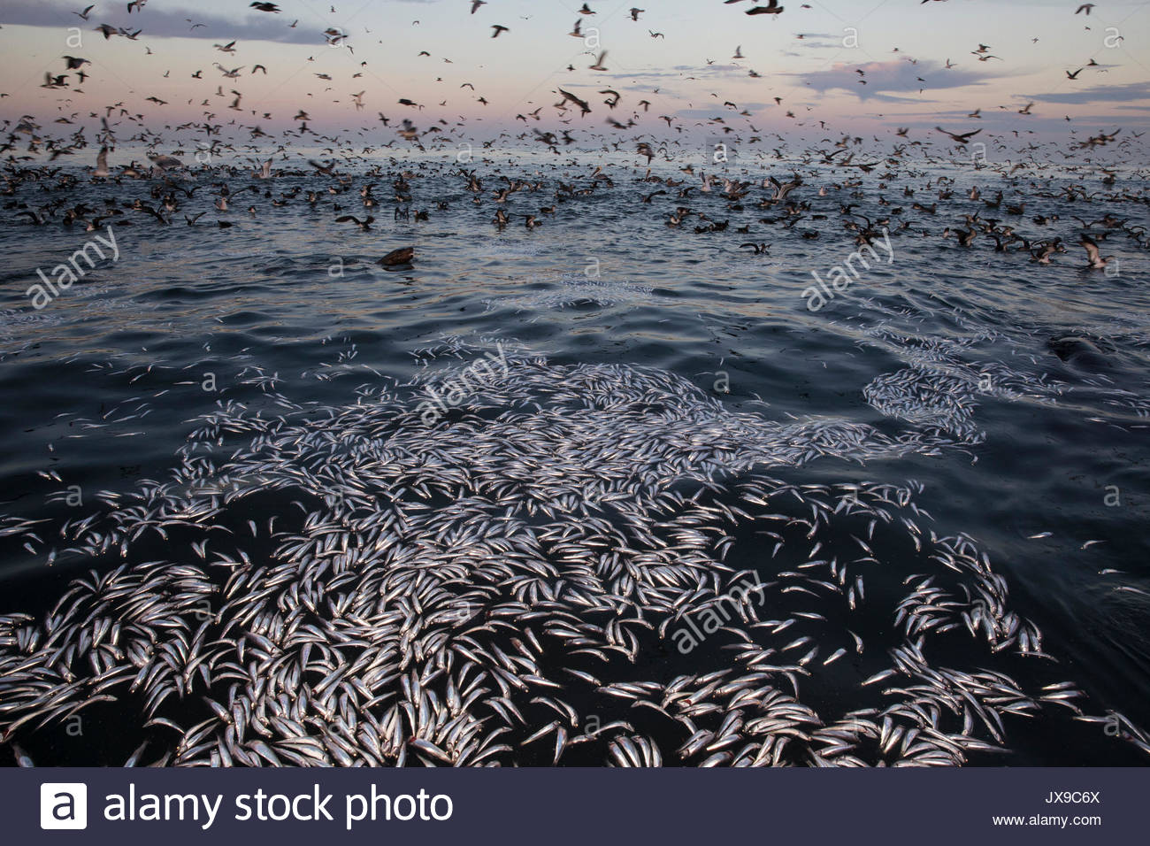 Bycatch Stock Photos & Bycatch Stock Images - Alamy