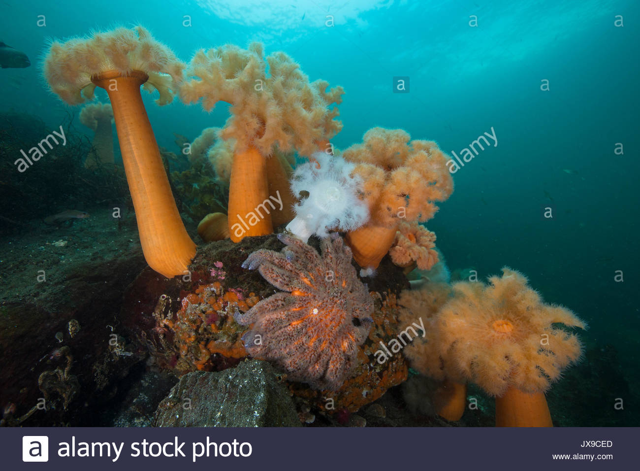 Plumose Stock Photos & Plumose Stock Images - Alamy