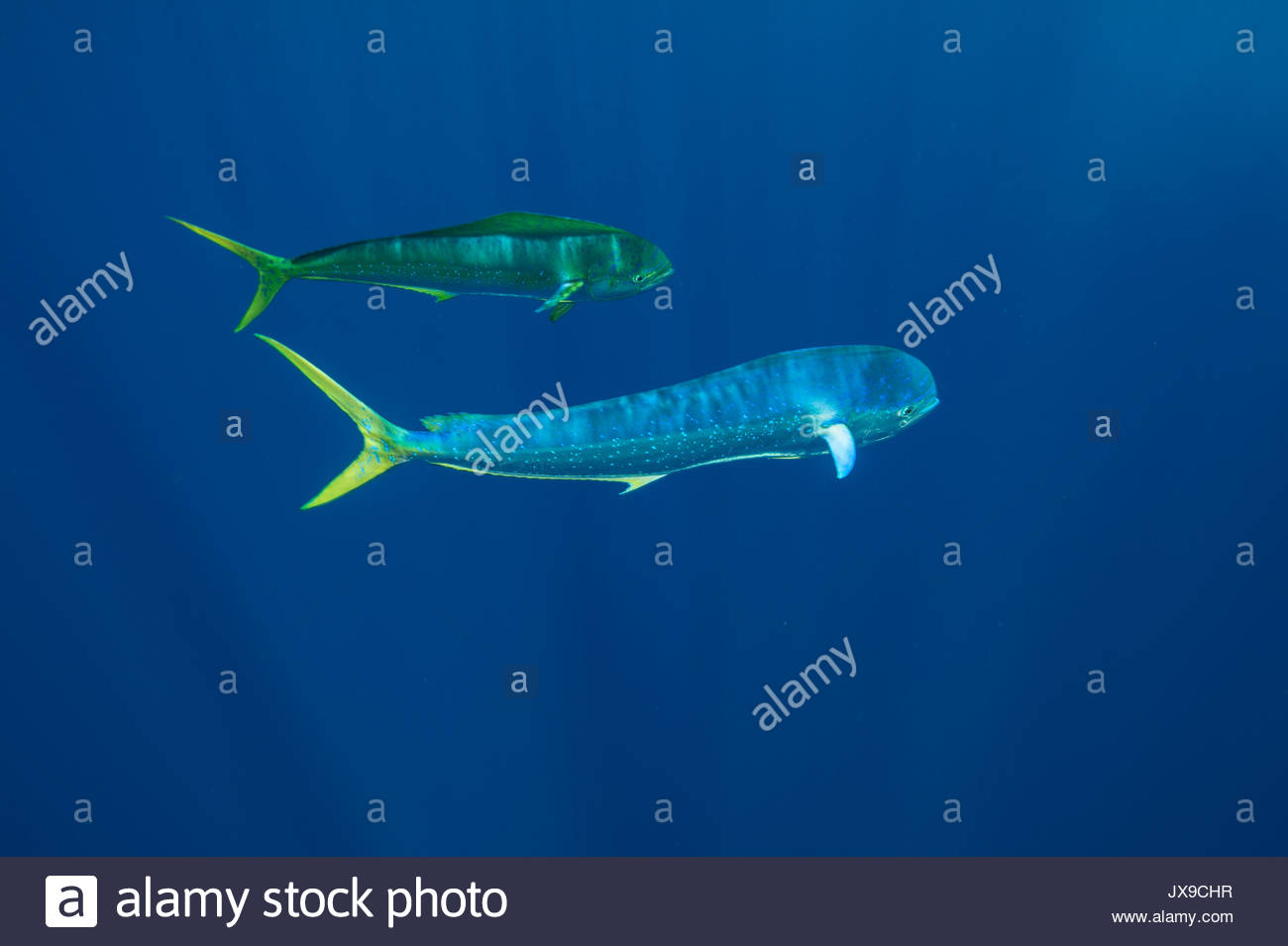 Mahi Mahi Stock Photos & Mahi Mahi Stock Images - Alamy