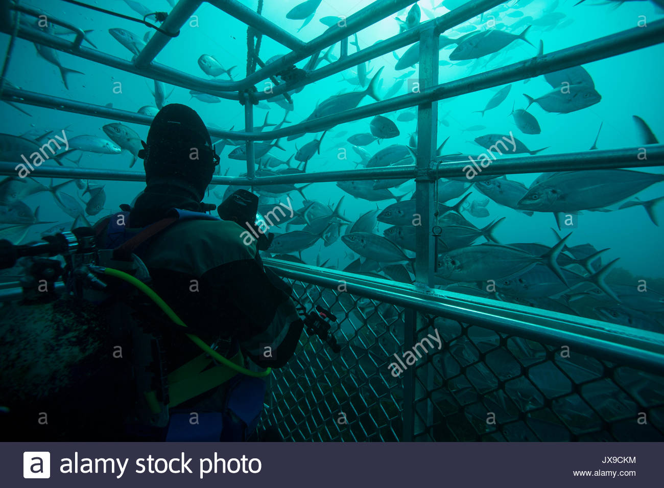 Schools Of Fish Stock Photos & Schools Of Fish Stock Images - Alamy