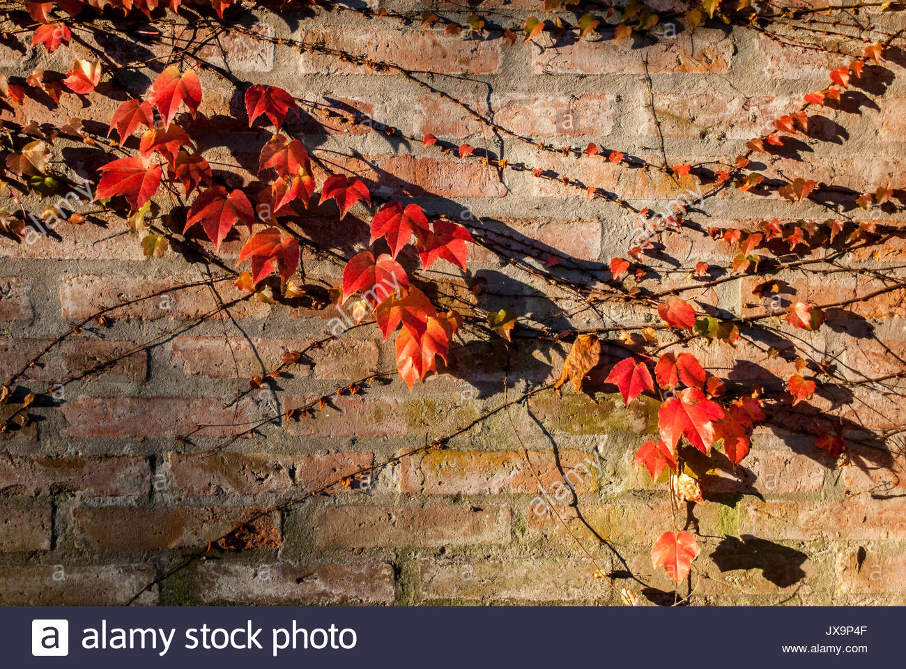 Creeping plant wall hi-res stock photography and images - Alamy