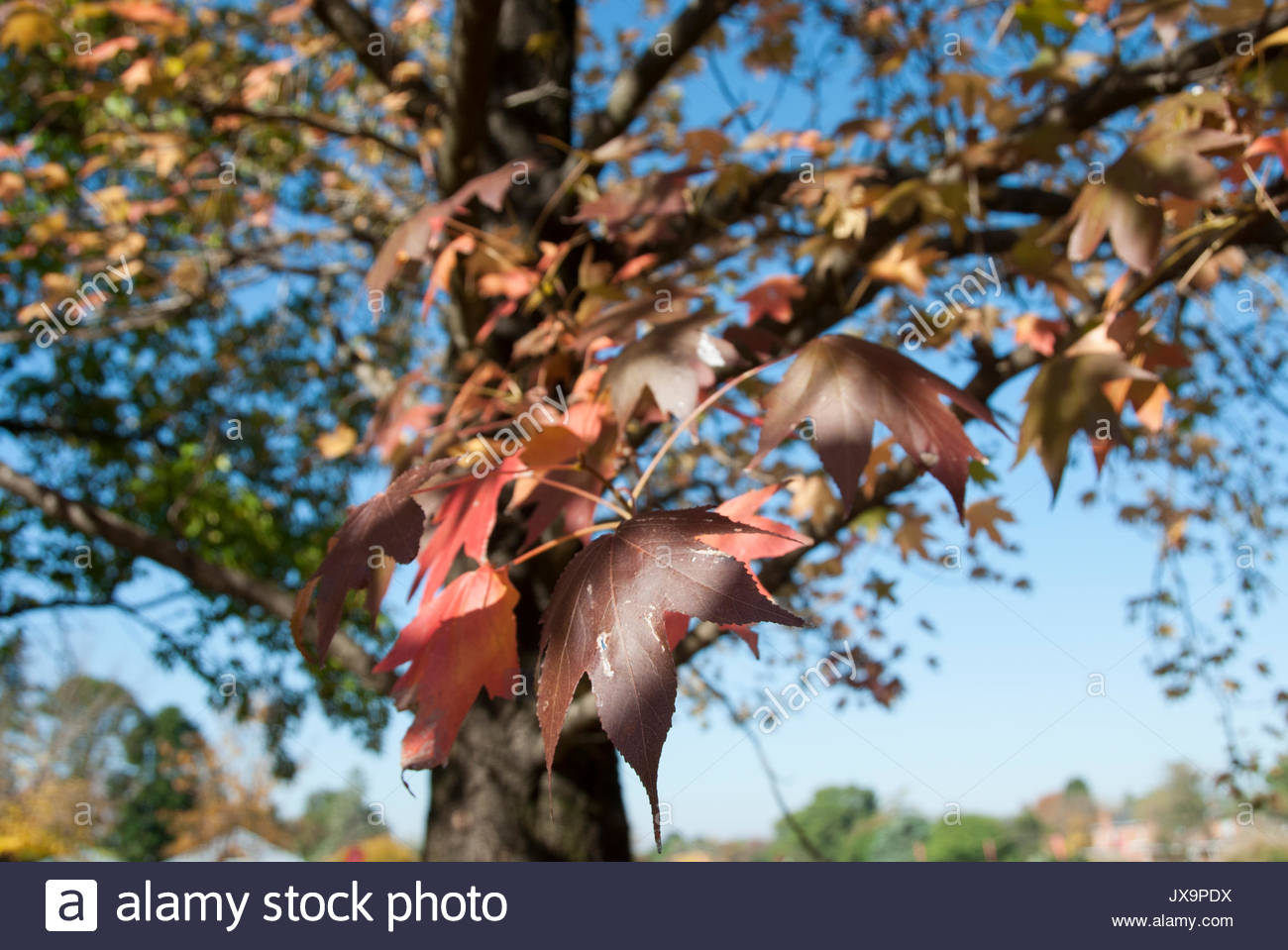 Beauty of colorful leaves hi-res stock photography and images - Alamy