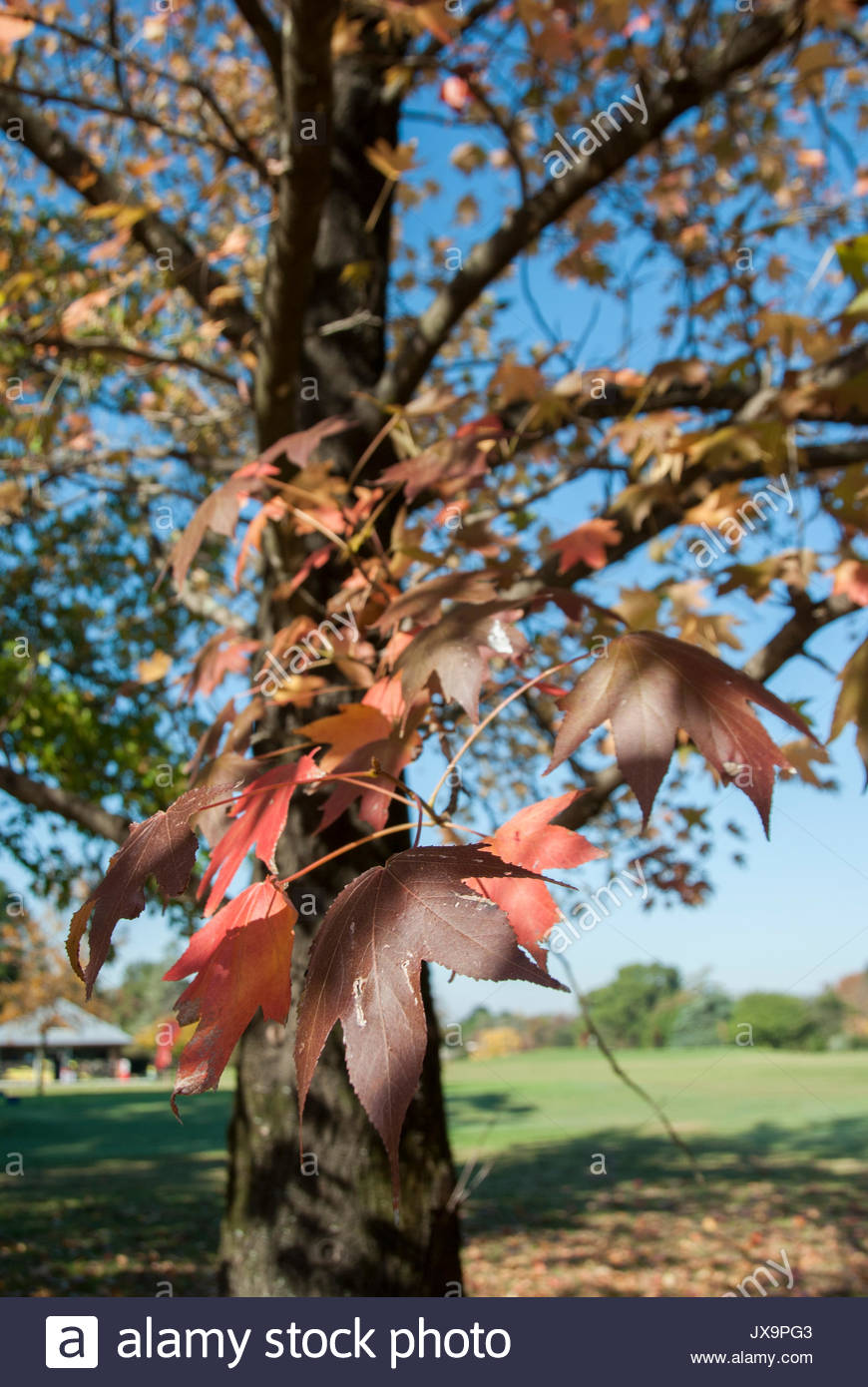 Beautiful tree with colorful leaves. Autumn background Stock Photo - Alamy