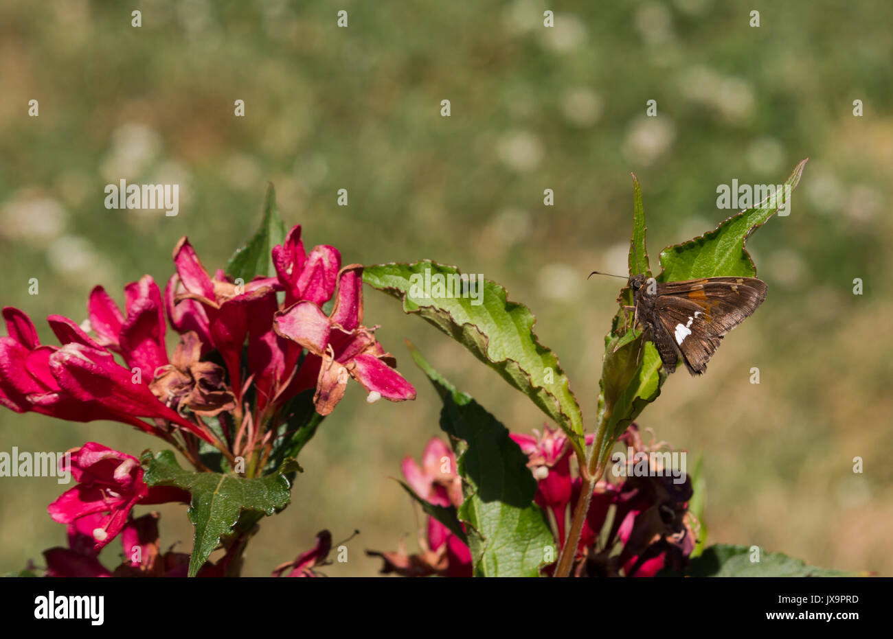 Female Fiery Skipper butterfly Hylephila phyleus in garden Stock Photo ...