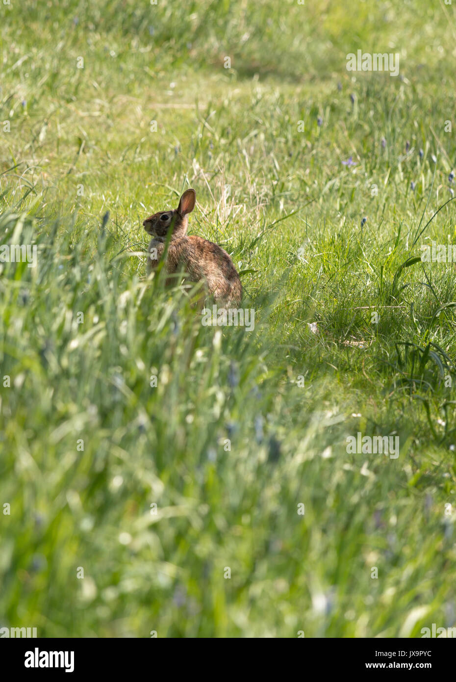 Invasive species rabbit hi-res stock photography and images - Alamy