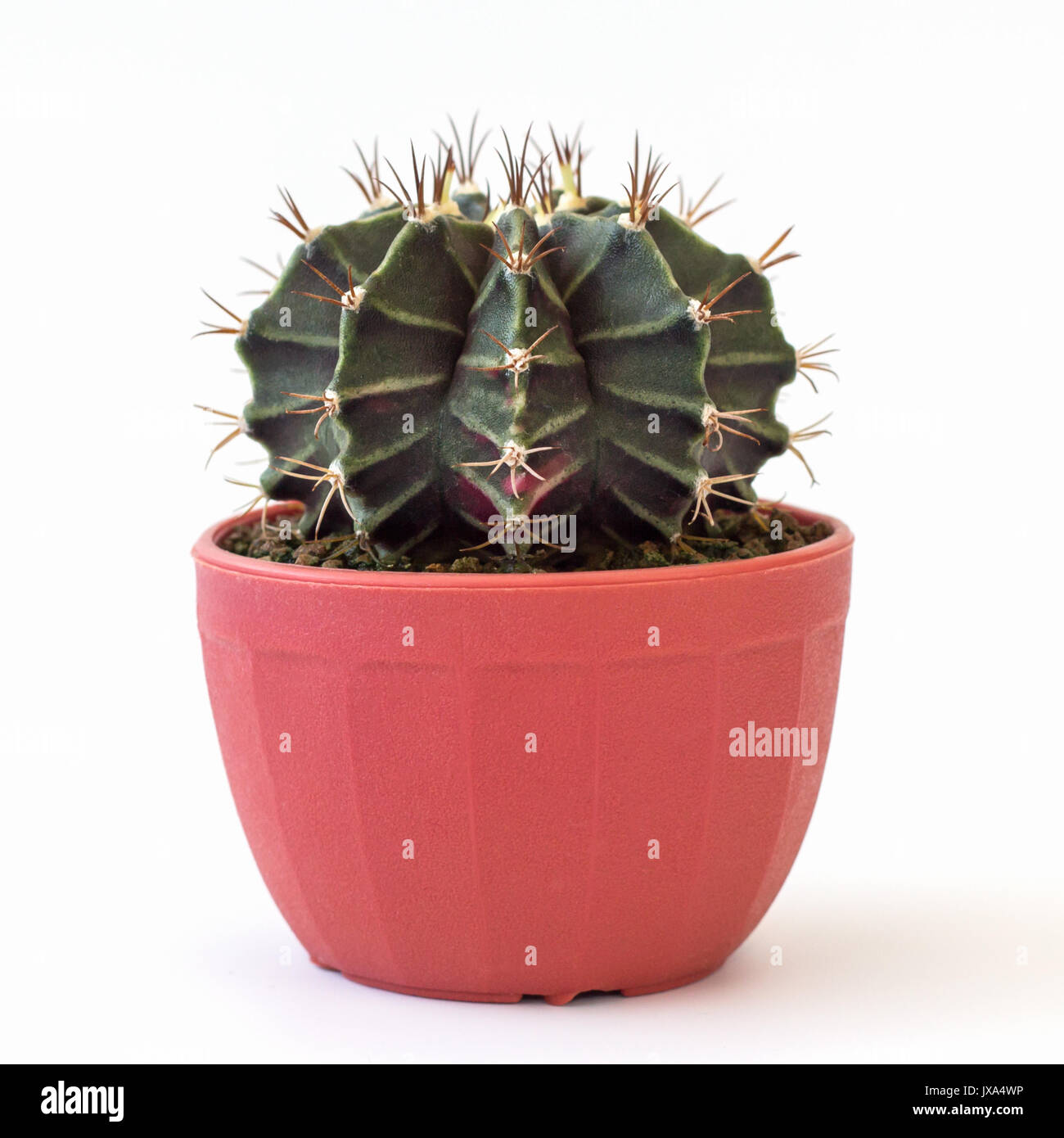 cactus isolated on white background Stock Photo - Alamy