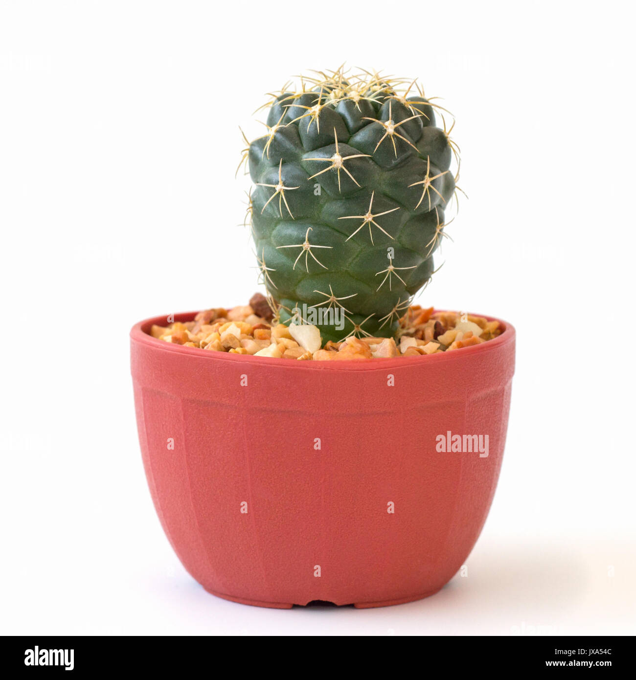 cactus isolated on white background Stock Photo - Alamy