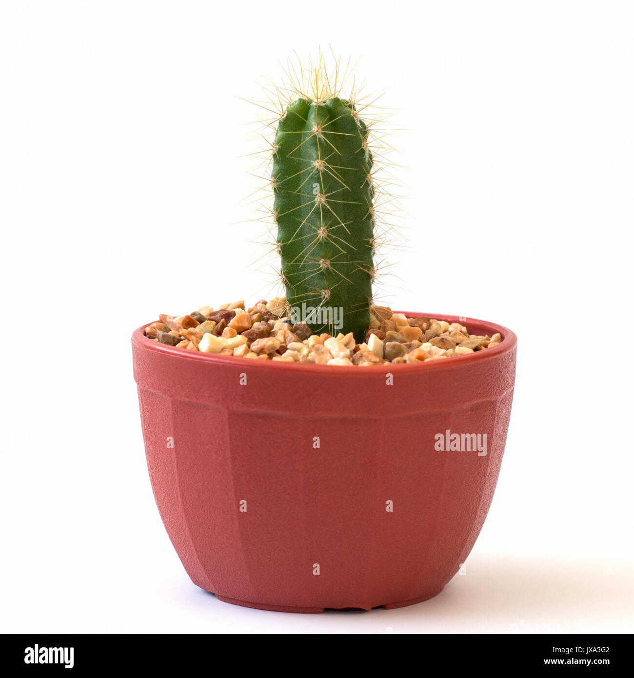cactus isolated on white background Stock Photo - Alamy