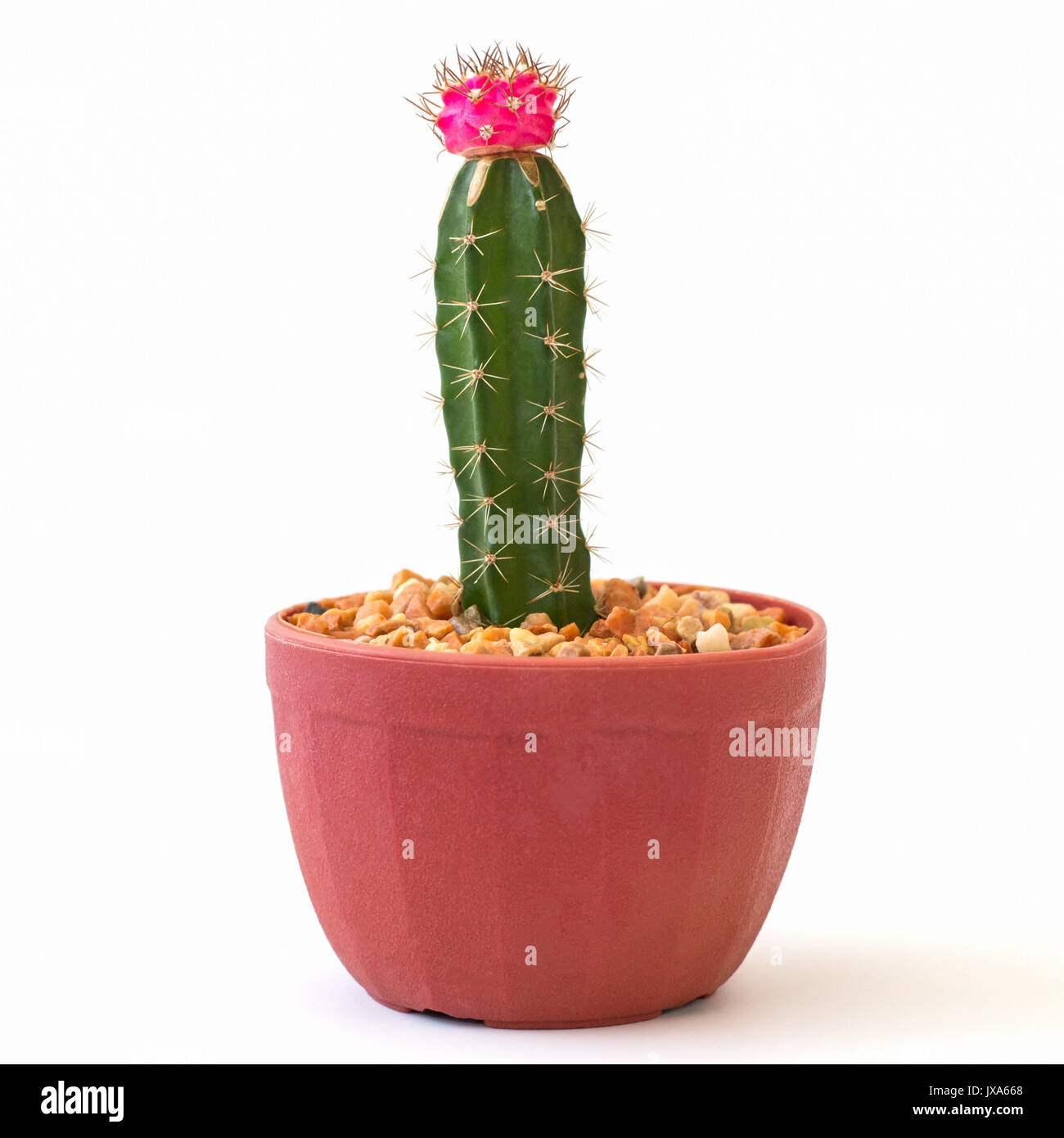 cactus isolated on white background Stock Photo - Alamy