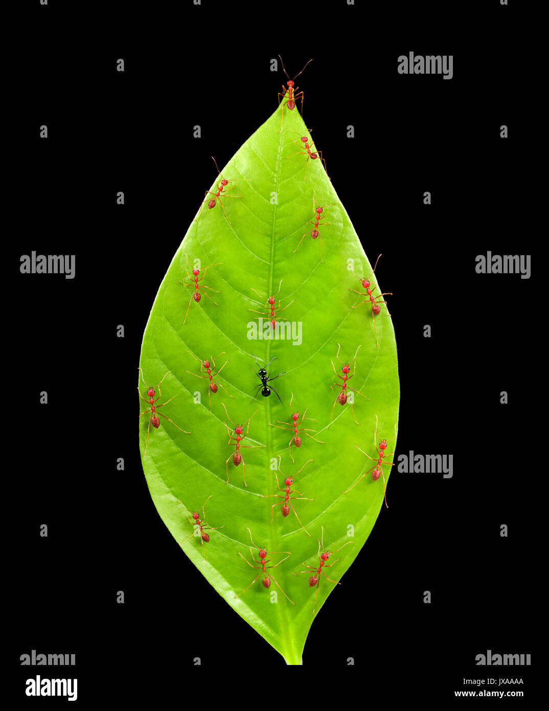 Black ant among red ants on leaf , different concept Stock Photo - Alamy
