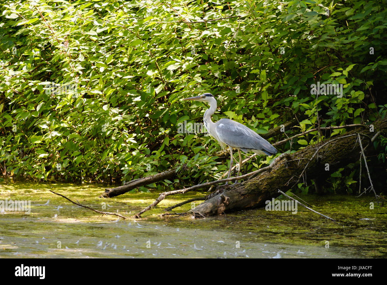 Grey geron hi-res stock photography and images - Alamy